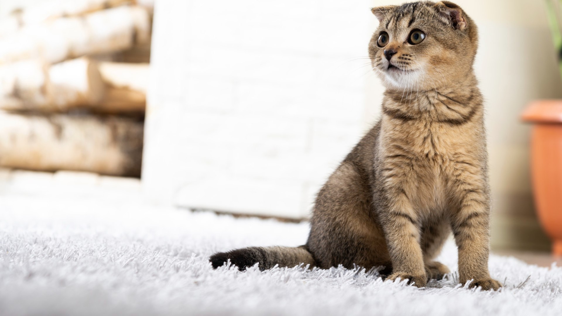 Client And Pet Registration Form | Clovercroft Vet Hospital
